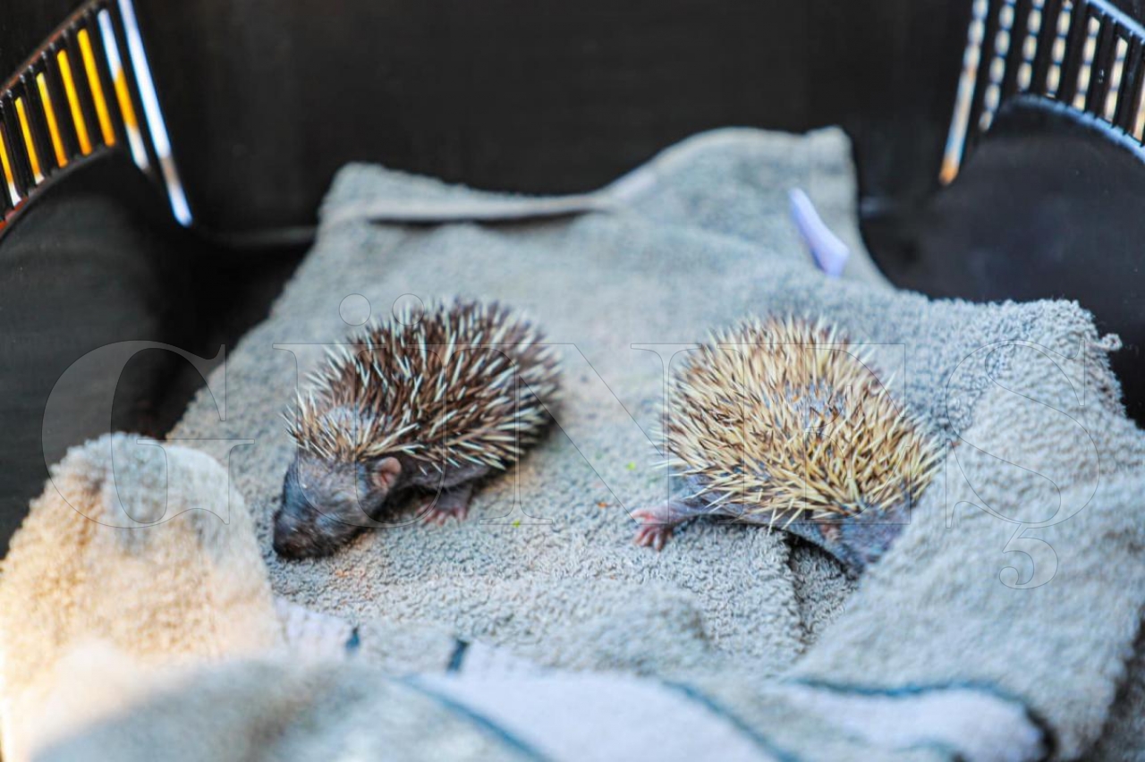 Başkan Kibar\'ın duyarlılığıyla yavru kirpiler hayata döndü :: Güneş ...